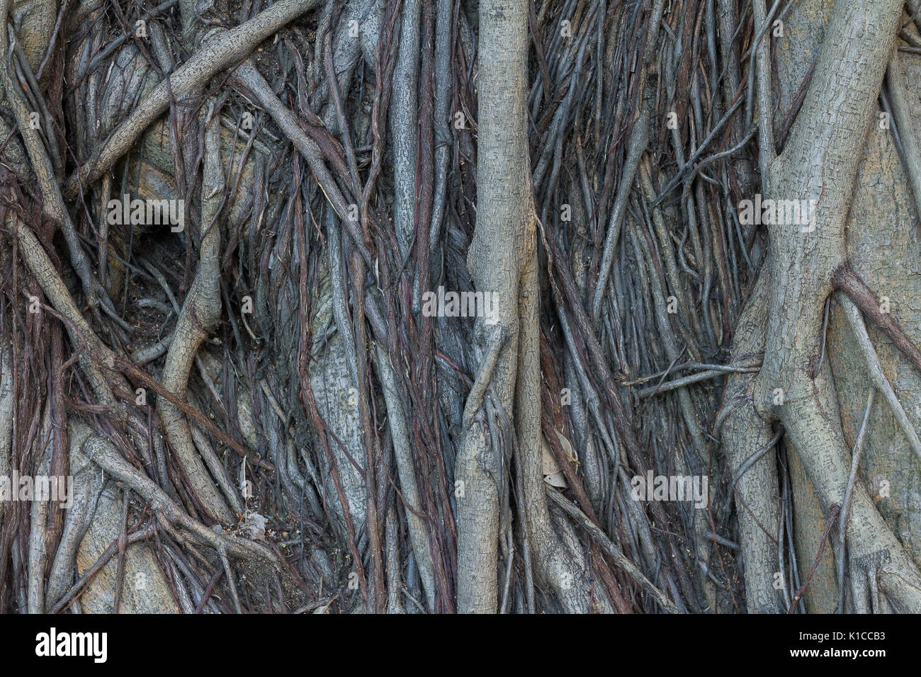 Gnarled Root System High Resolution Stock Photography and Images - Alamy