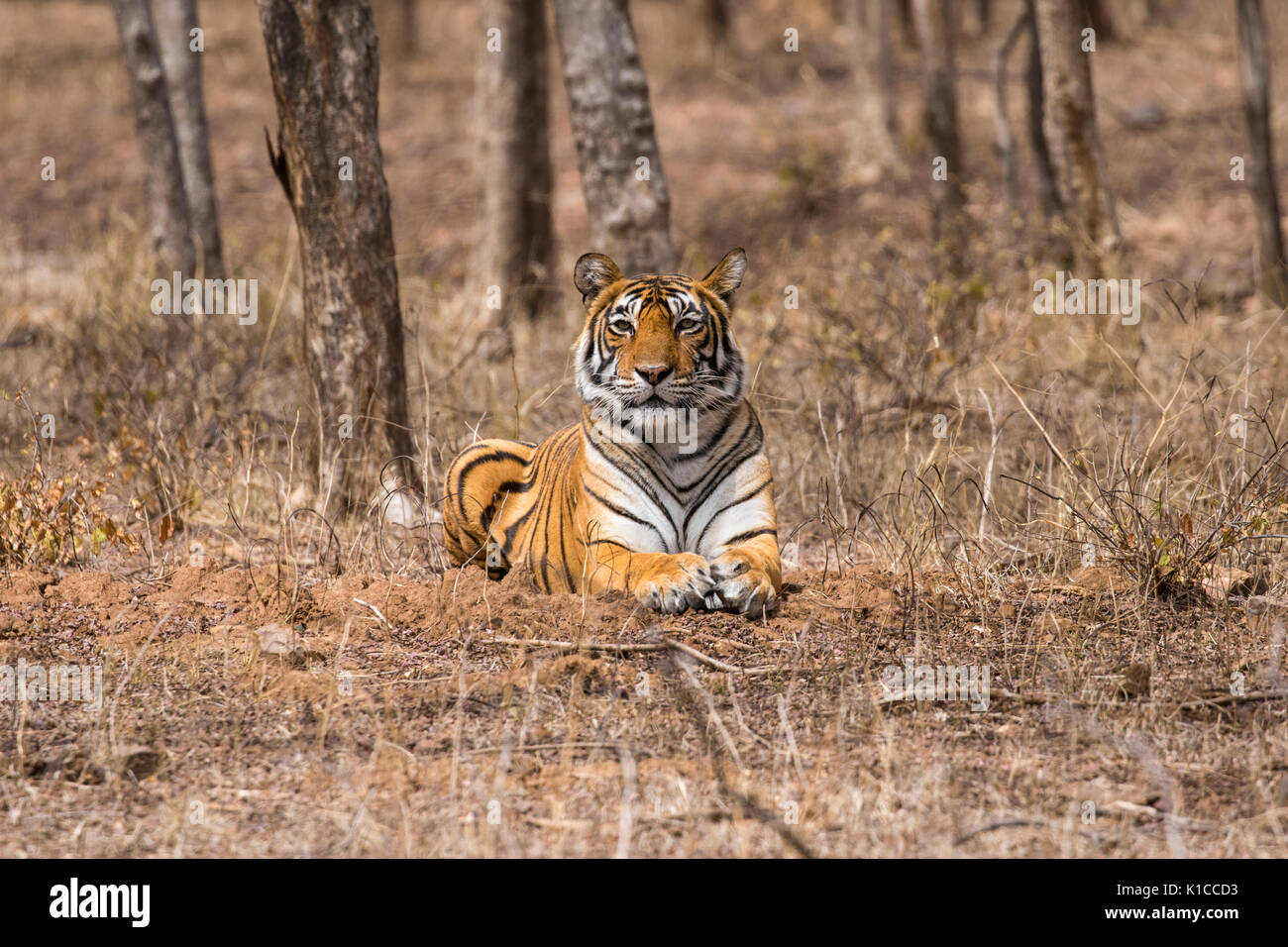 Bengal tiger camouflage hi-res stock photography and images - Alamy