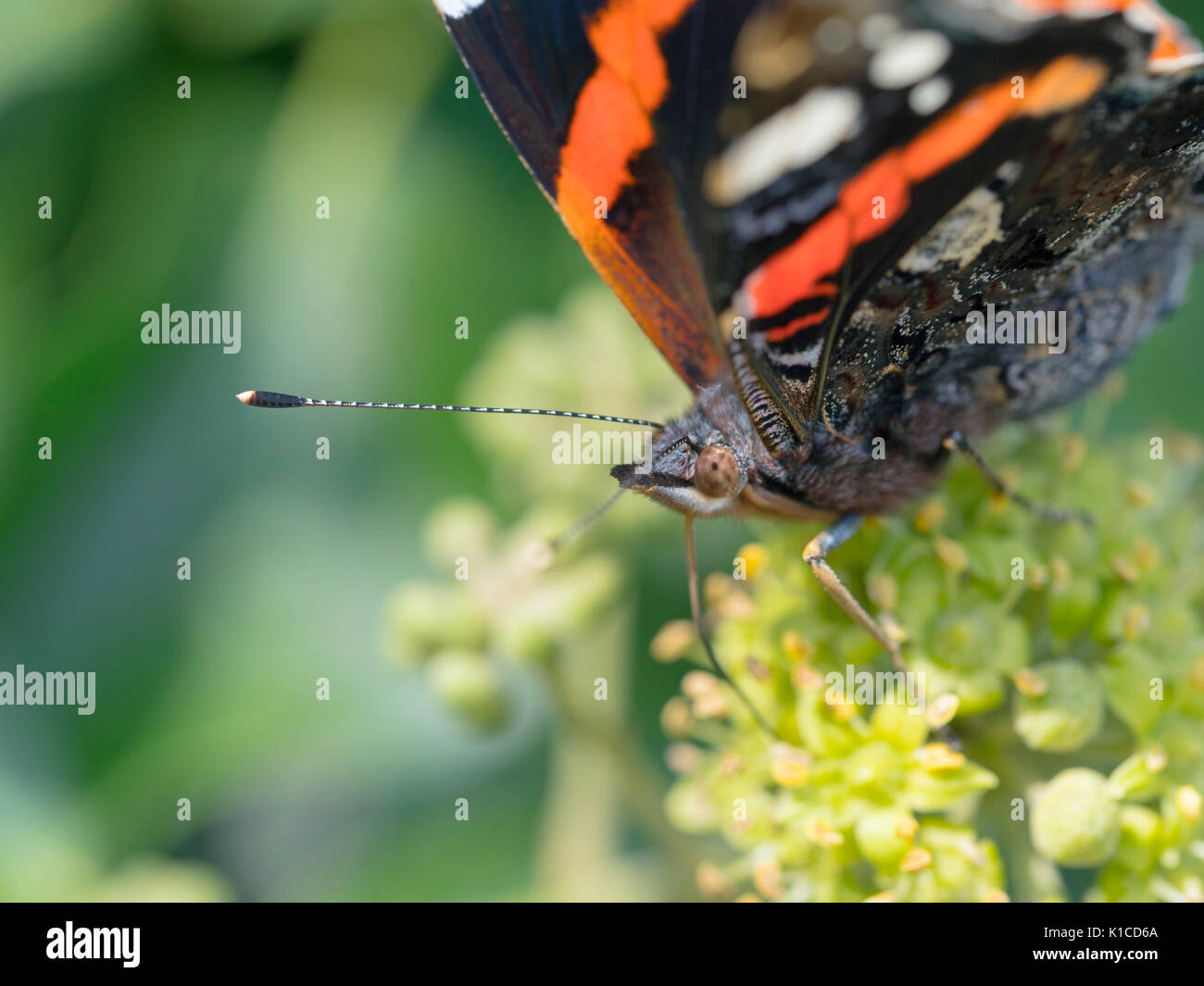Close up of Red Admiral Butterfly Vanessa atalanta feeding on ivy ...
