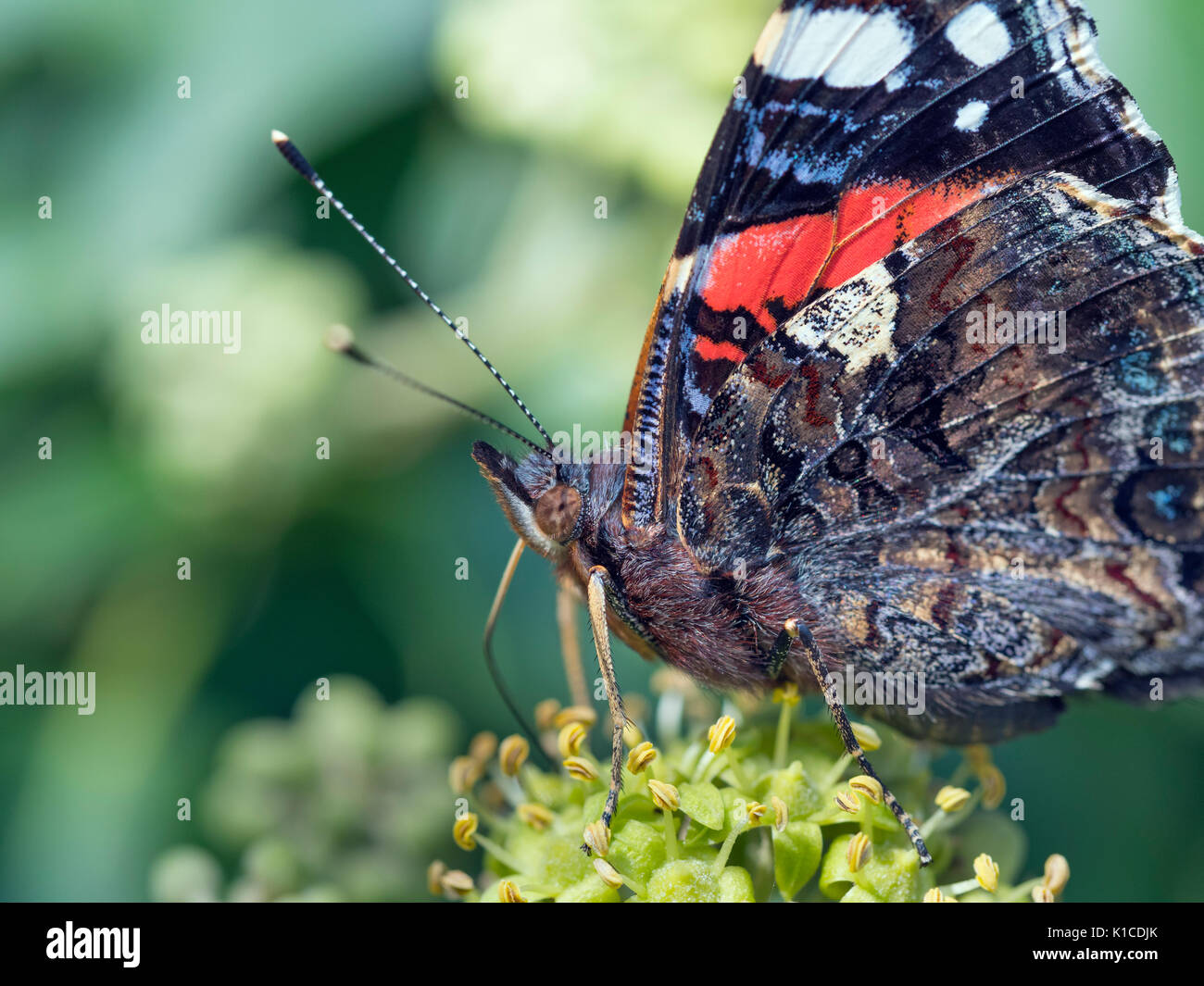 Butterfly tongue close up hi-res stock photography and images - Alamy