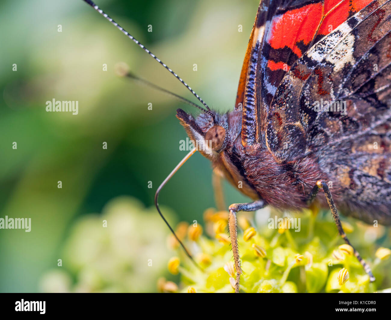 Butterfly tongue close up hi-res stock photography and images - Alamy