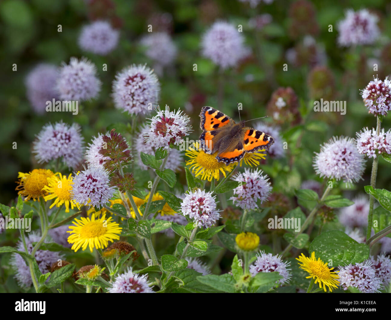 Large tortoiseshell butterfly hi-res stock photography and images - Alamy