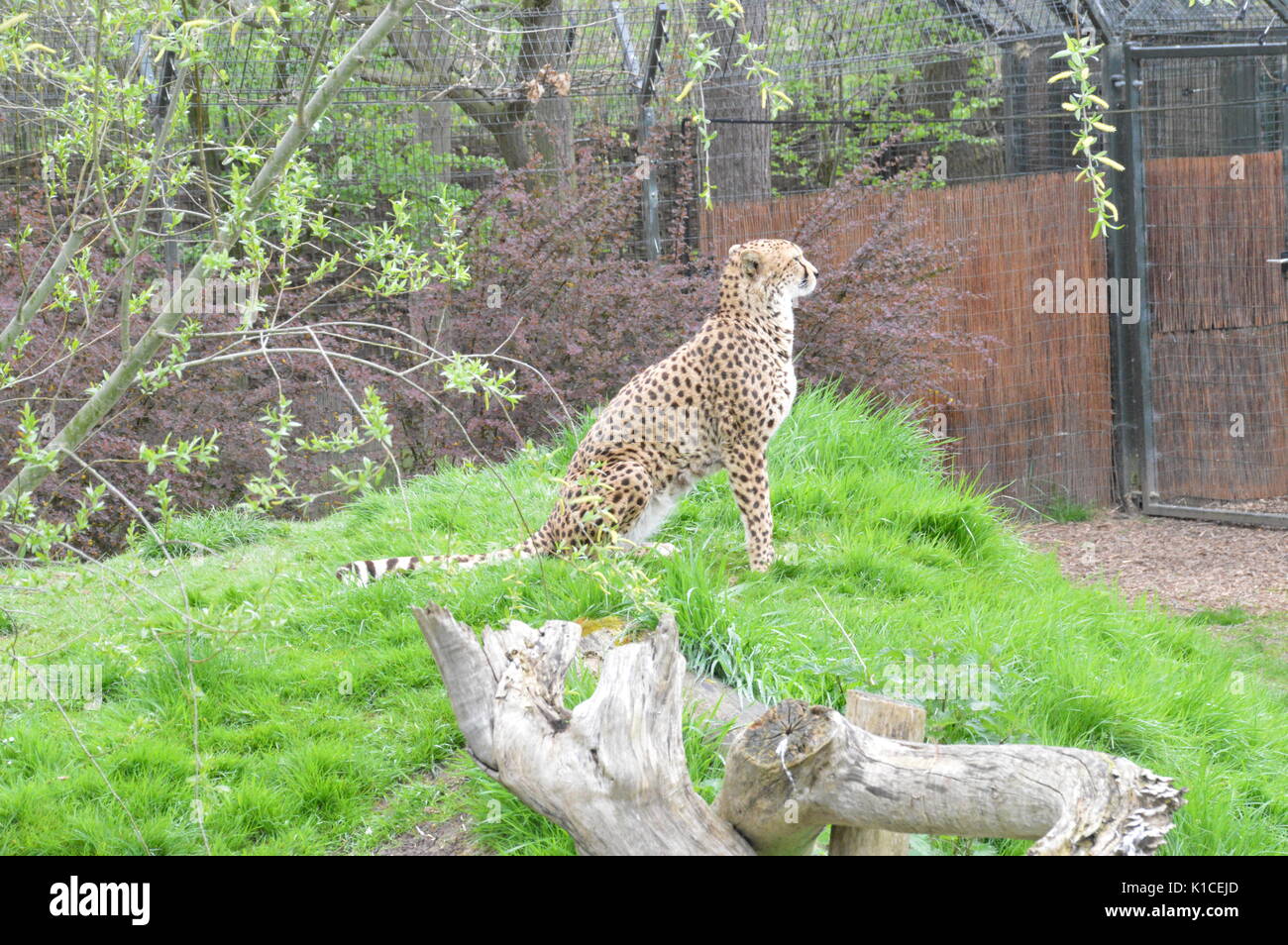 Chester zoo cheetah hi-res stock photography and images - Alamy