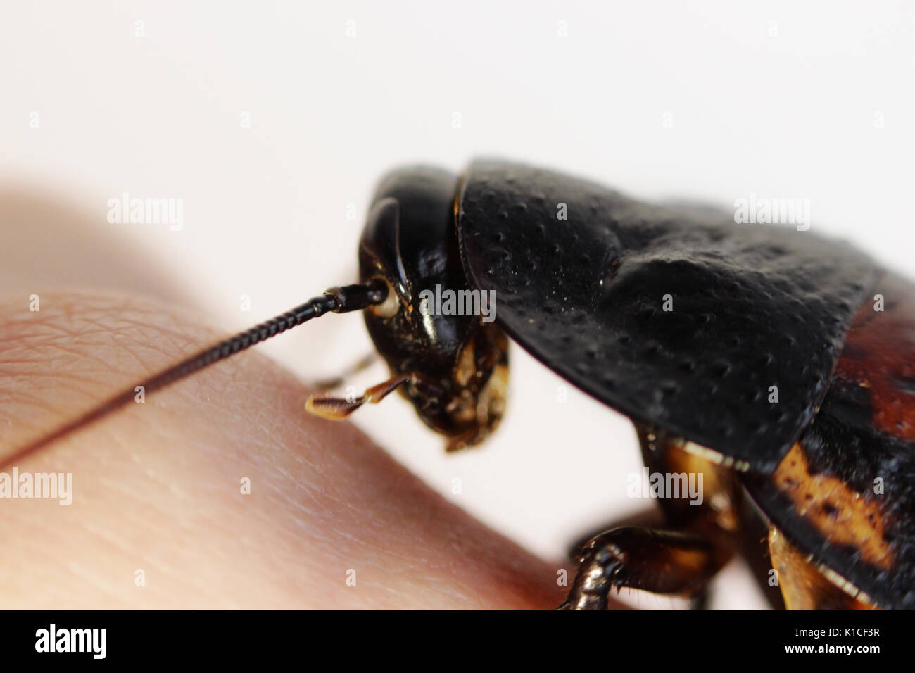 Macro photo Madagascar hissing cockroach Gromphadorhina portentosa on ...