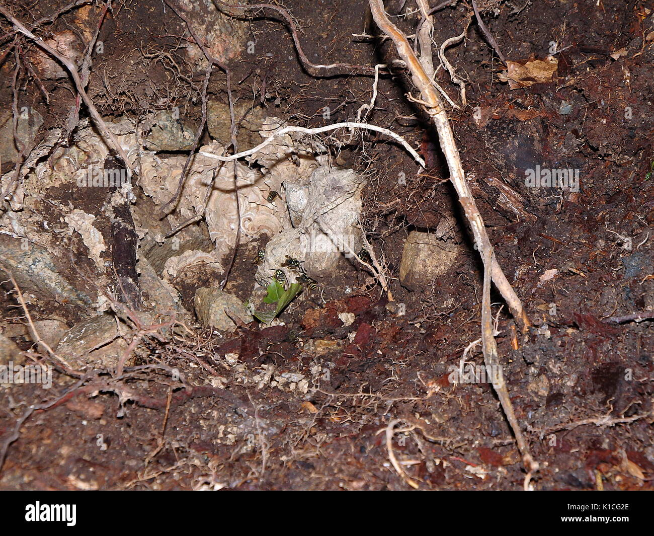 nest of wasps in the soil, Damaged nest of wasps Stock Photo - Alamy