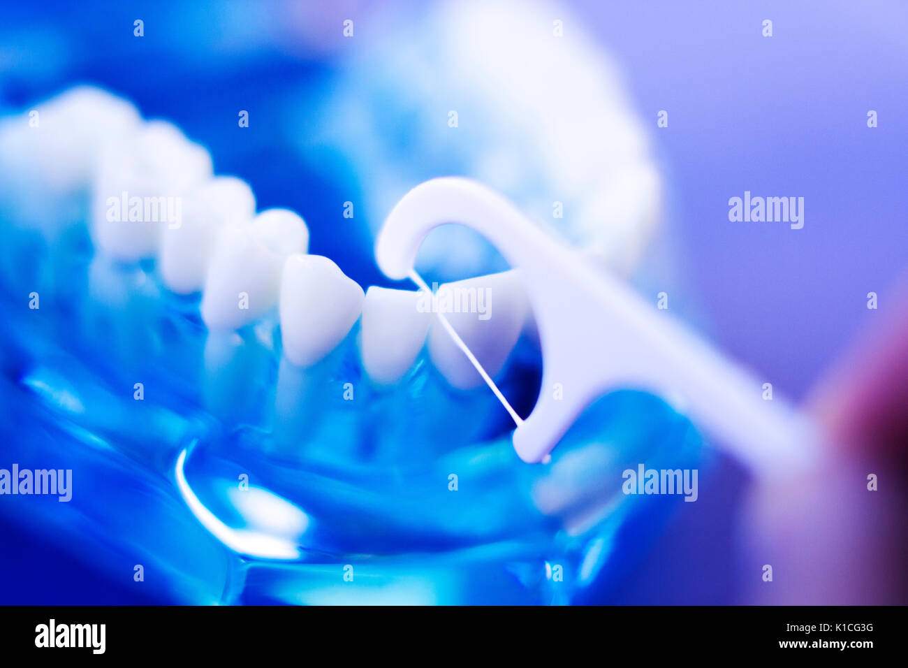 Dental teeth orthodontic dentistry teachng model with gums, tooth ...