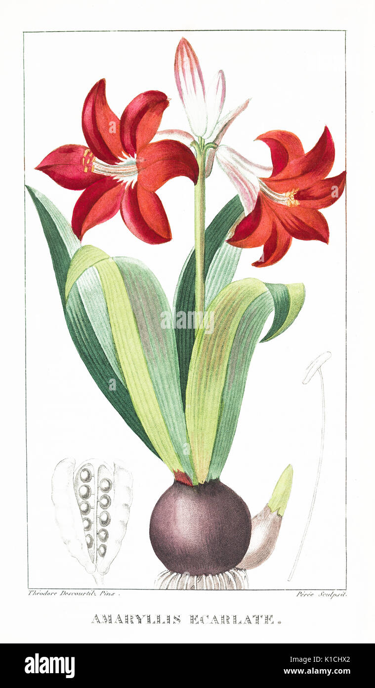 Ecarlate hi-res stock photography and images - Alamy