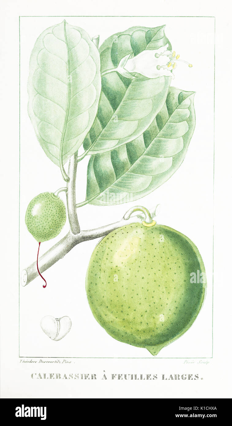 Calebassier a Feuilles Larges engraving print Descourtilz 1833 Stock ...