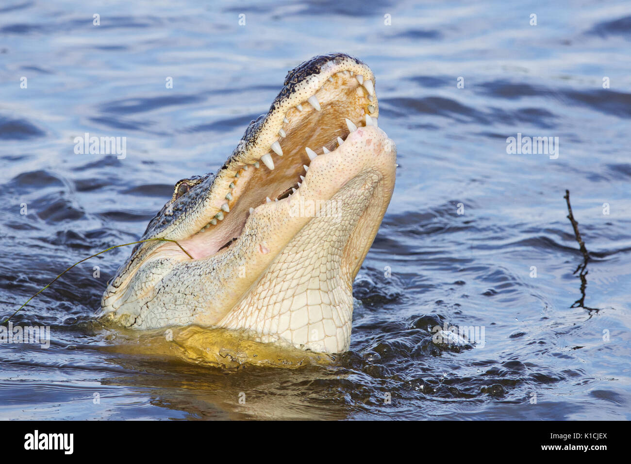 Alligator feeding at Lake Apopka Stock Photo - Alamy