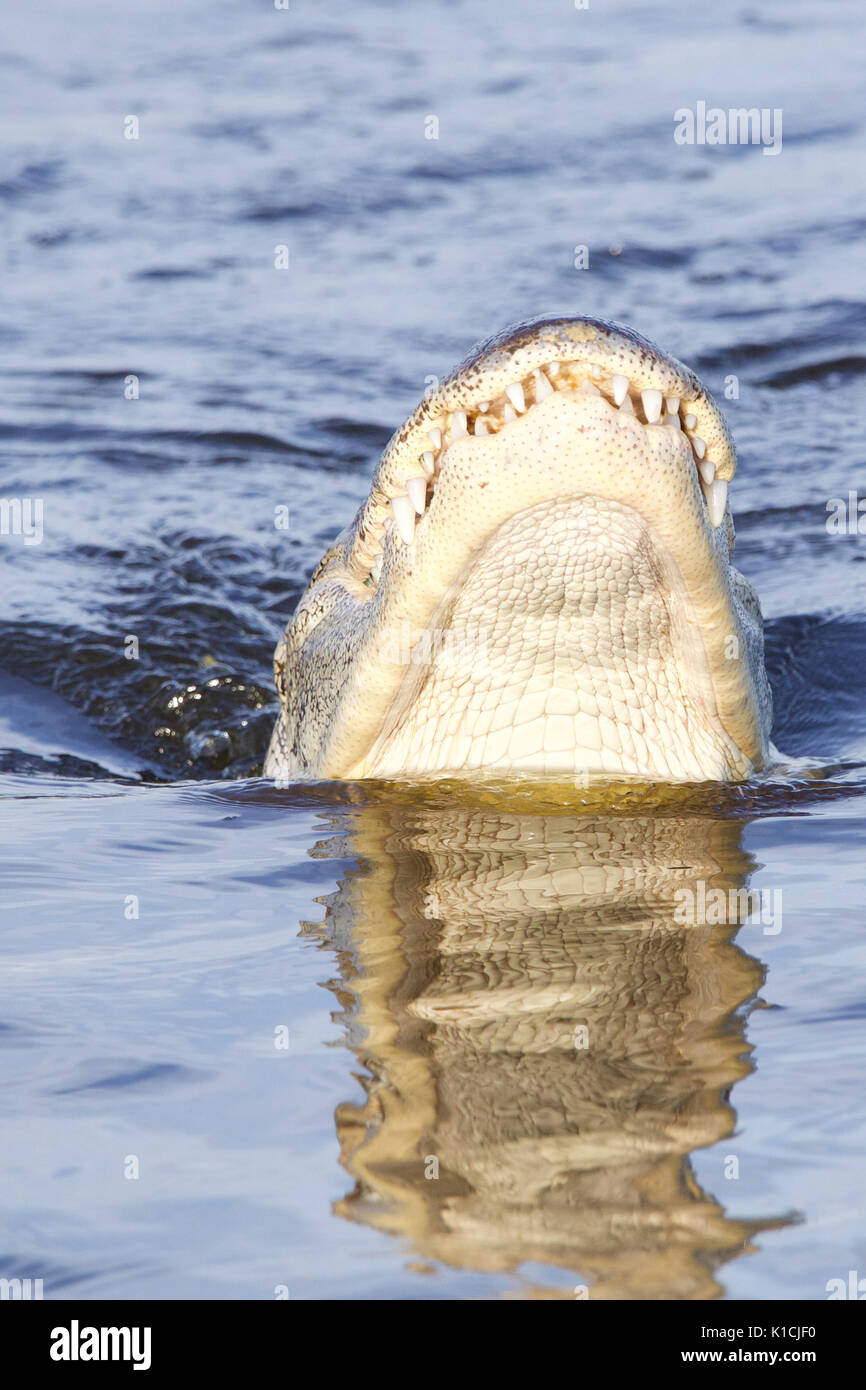 Alligator feeding at Lake Apopka Stock Photo - Alamy