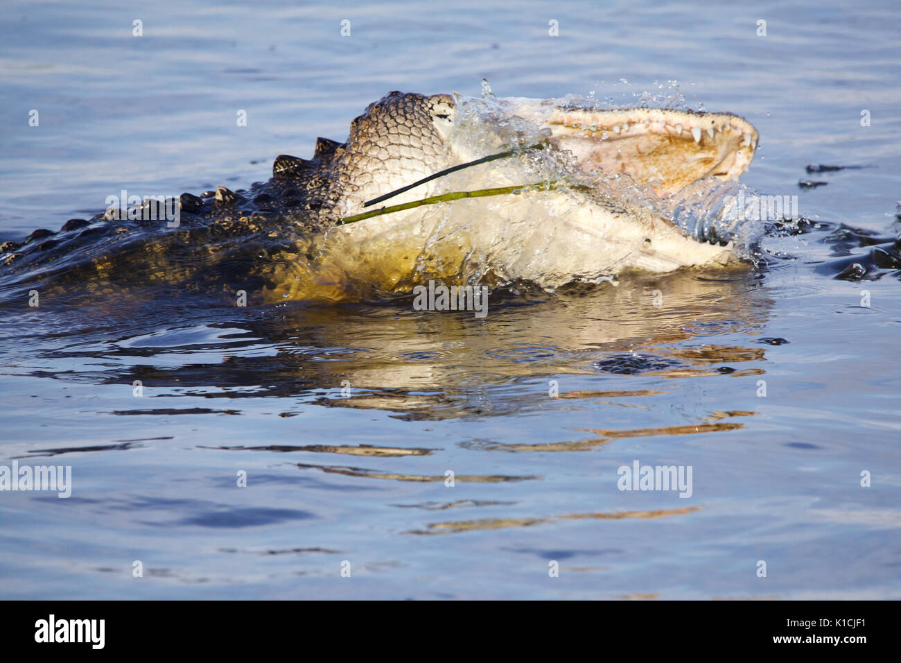 Alligator feeding at Lake Apopka Stock Photo - Alamy
