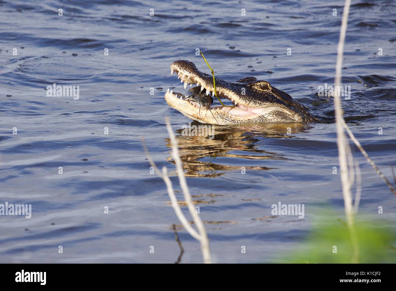 Alligator feeding at Lake Apopka Stock Photo - Alamy