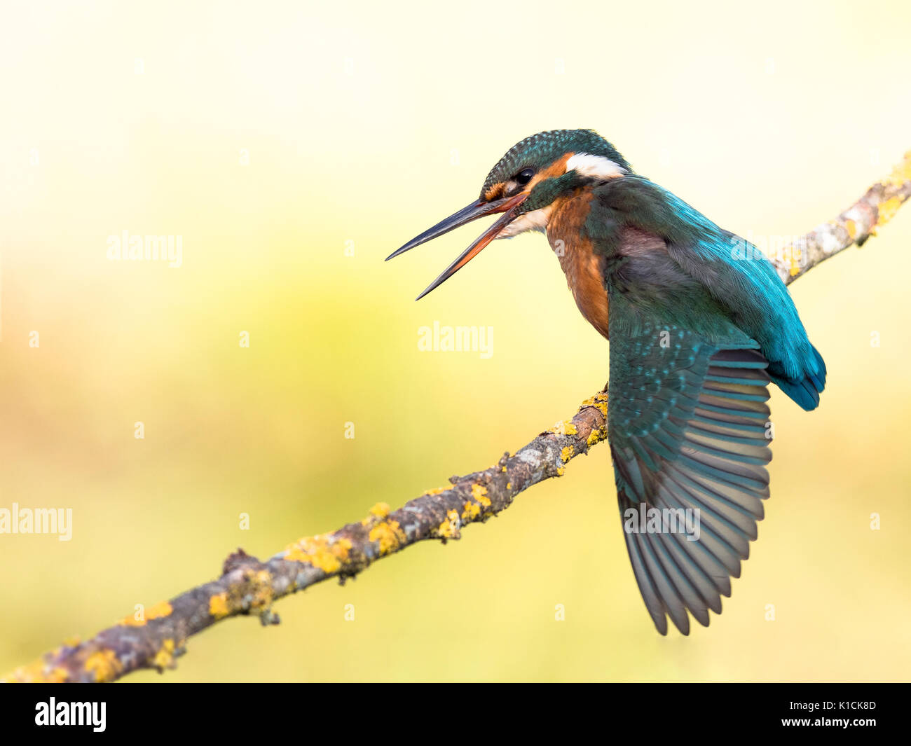 Female of kingfisher bird (Alcedo atthis) flapping Stock Photo - Alamy
