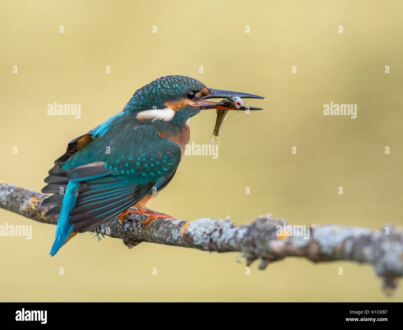 Female of kingfisher bird (Alcedo atthis) eating a fish Stock Photo - Alamy