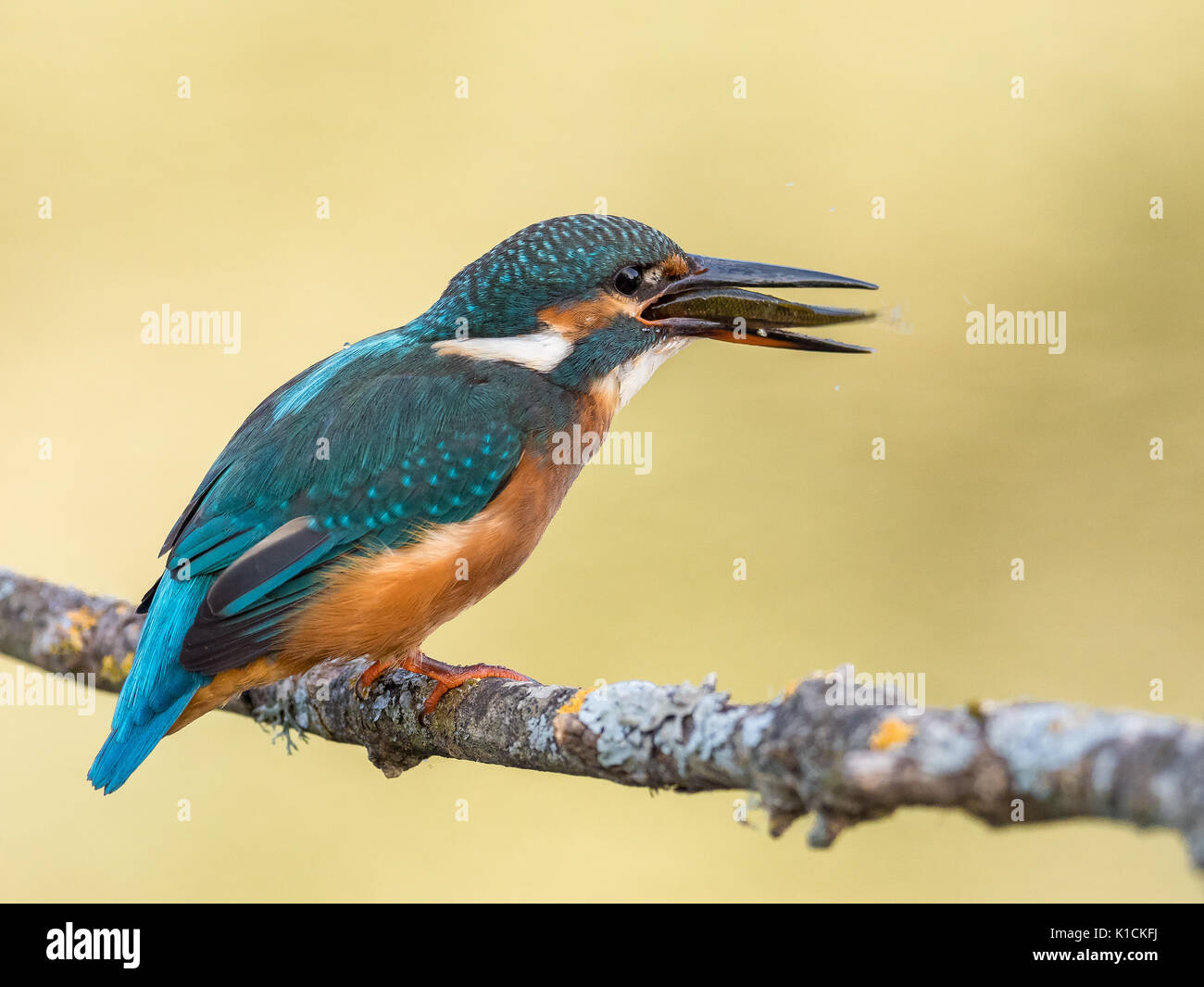 Female of kingfisher bird (Alcedo atthis) eating a fish Stock Photo - Alamy