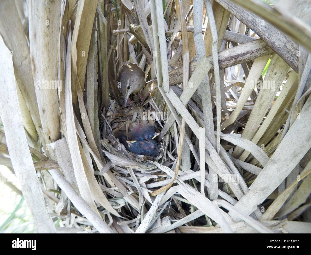 Locustella luscinioides. The nest of the Savi's Warbler in nature ...