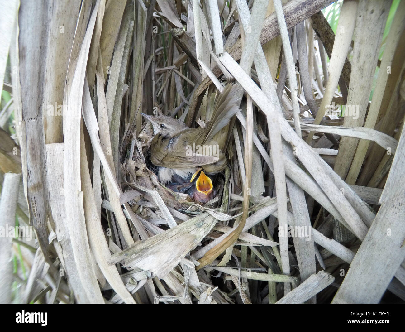 Locustella luscinioides. The nest of the Savi's Warbler in nature ...