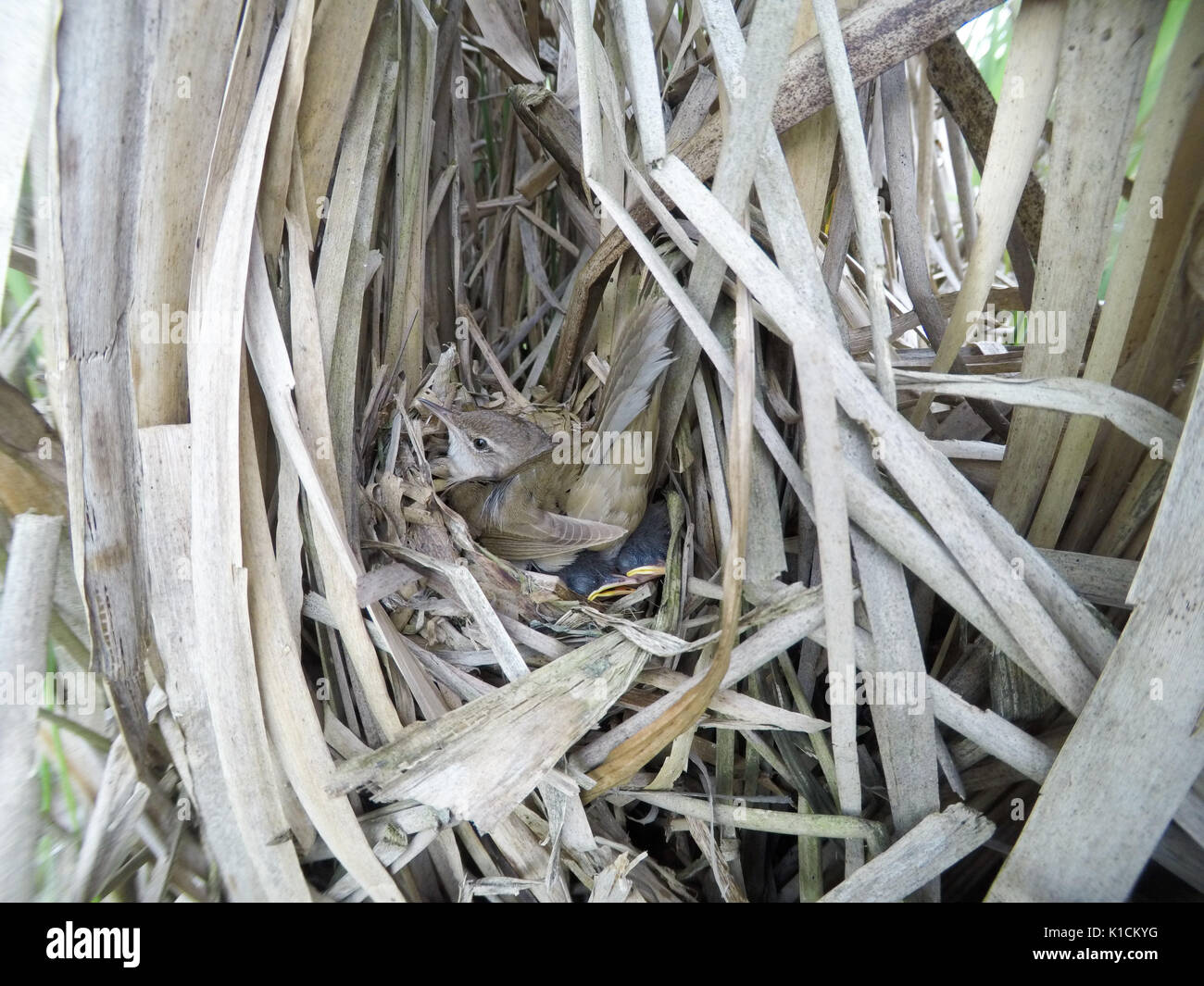 Locustella luscinioides. The nest of the Savi's Warbler in nature ...
