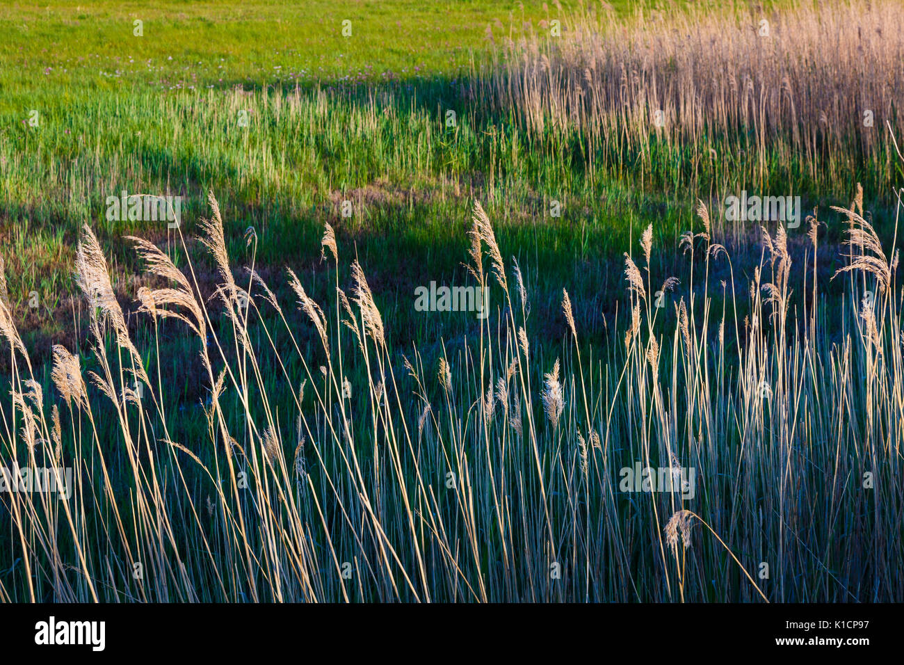 Common reeds (Phragmites australis). Santoña, Victoria and Joyel ...