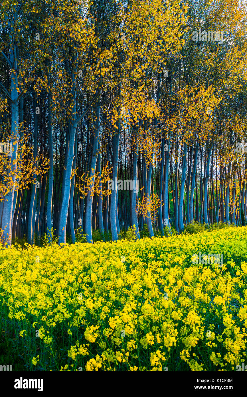 Rapeseed crop (Brassica napus) and poplar (Populus sp.) grove. Murieta ...
