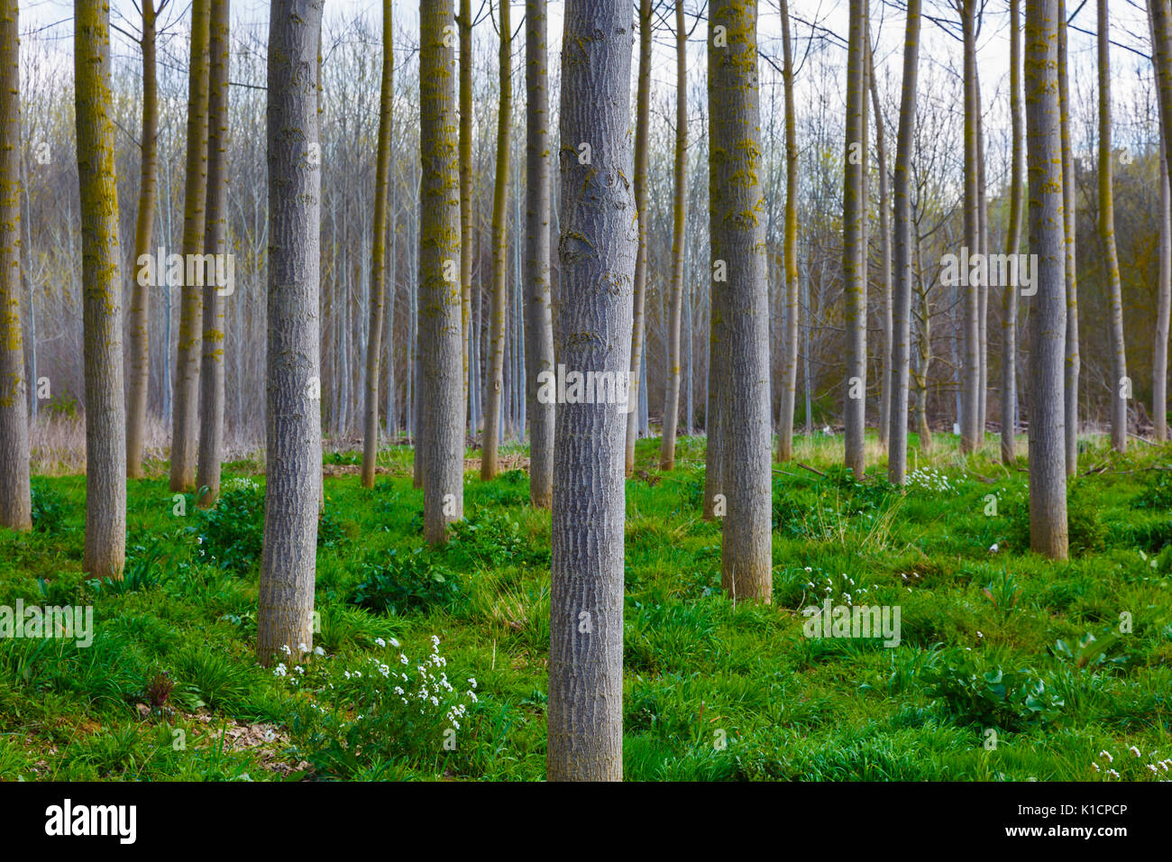 Poplar grove near Ega river. Murieta, Navarre. Spain, Europe Stock ...