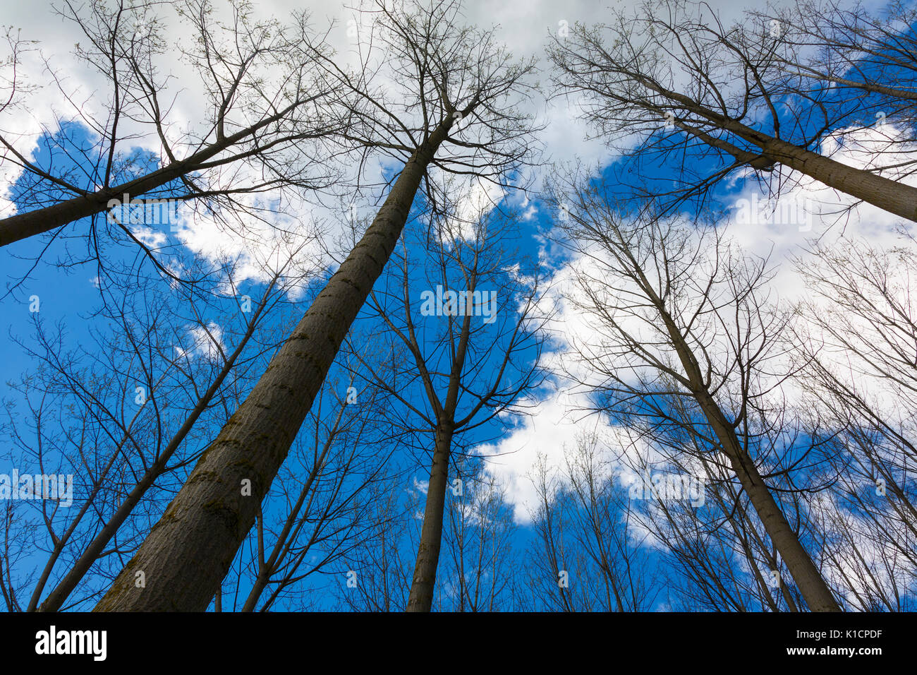 Poplar grove near Ega river. Murieta, Navarre. Spain, Europe Stock ...