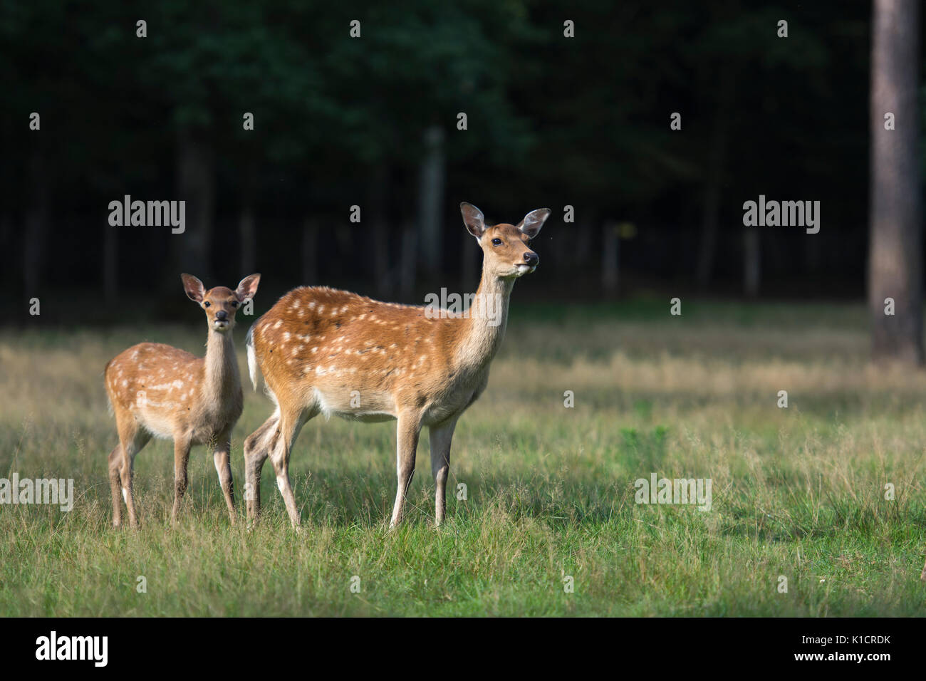 Sika deer. Cervus nippon Stock Photo - Alamy