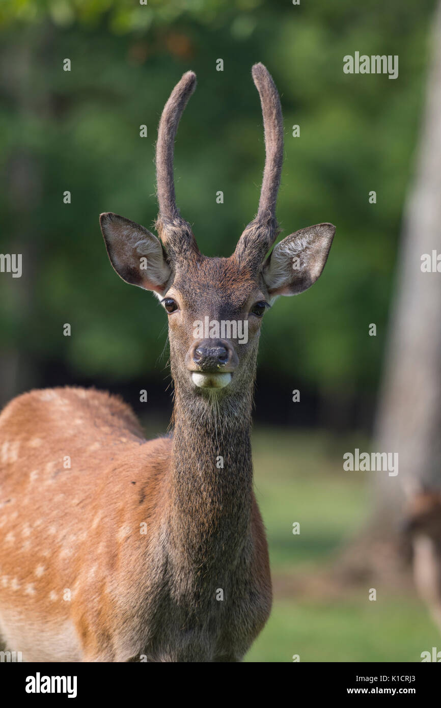 Sika deer. Cervus nippon Stock Photo - Alamy