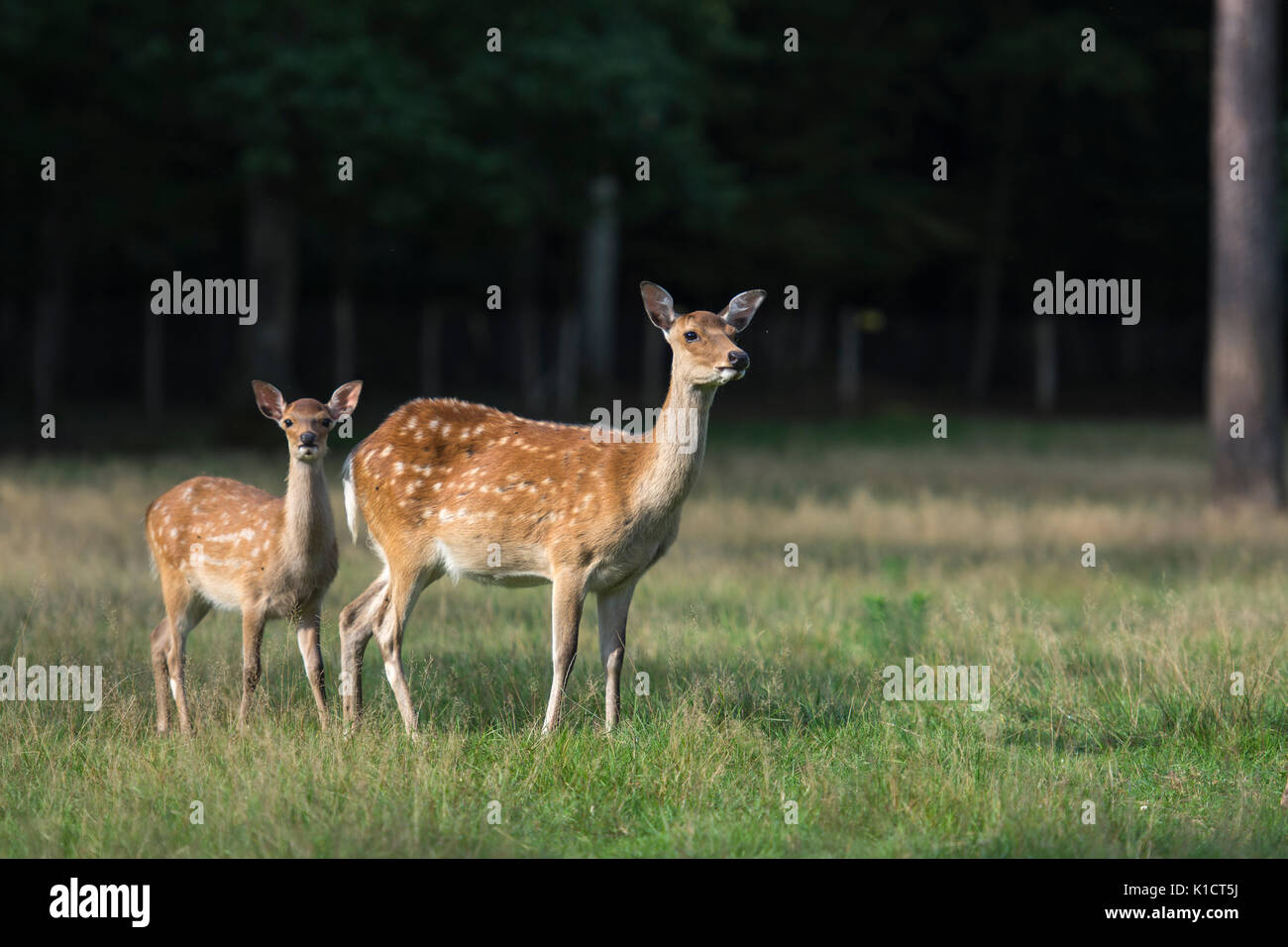 Female sika deer standing hi-res stock photography and images - Alamy