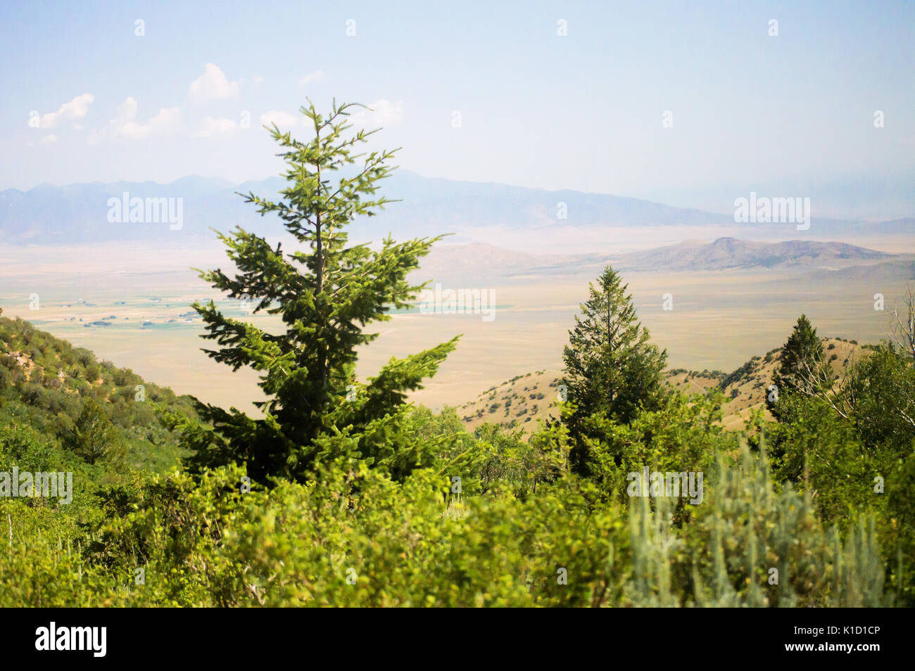 Isolated pine tree hi-res stock photography and images - Alamy