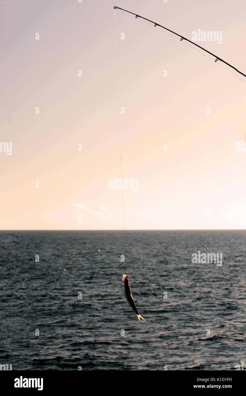 Fish hanging from hook hi-res stock photography and images - Alamy