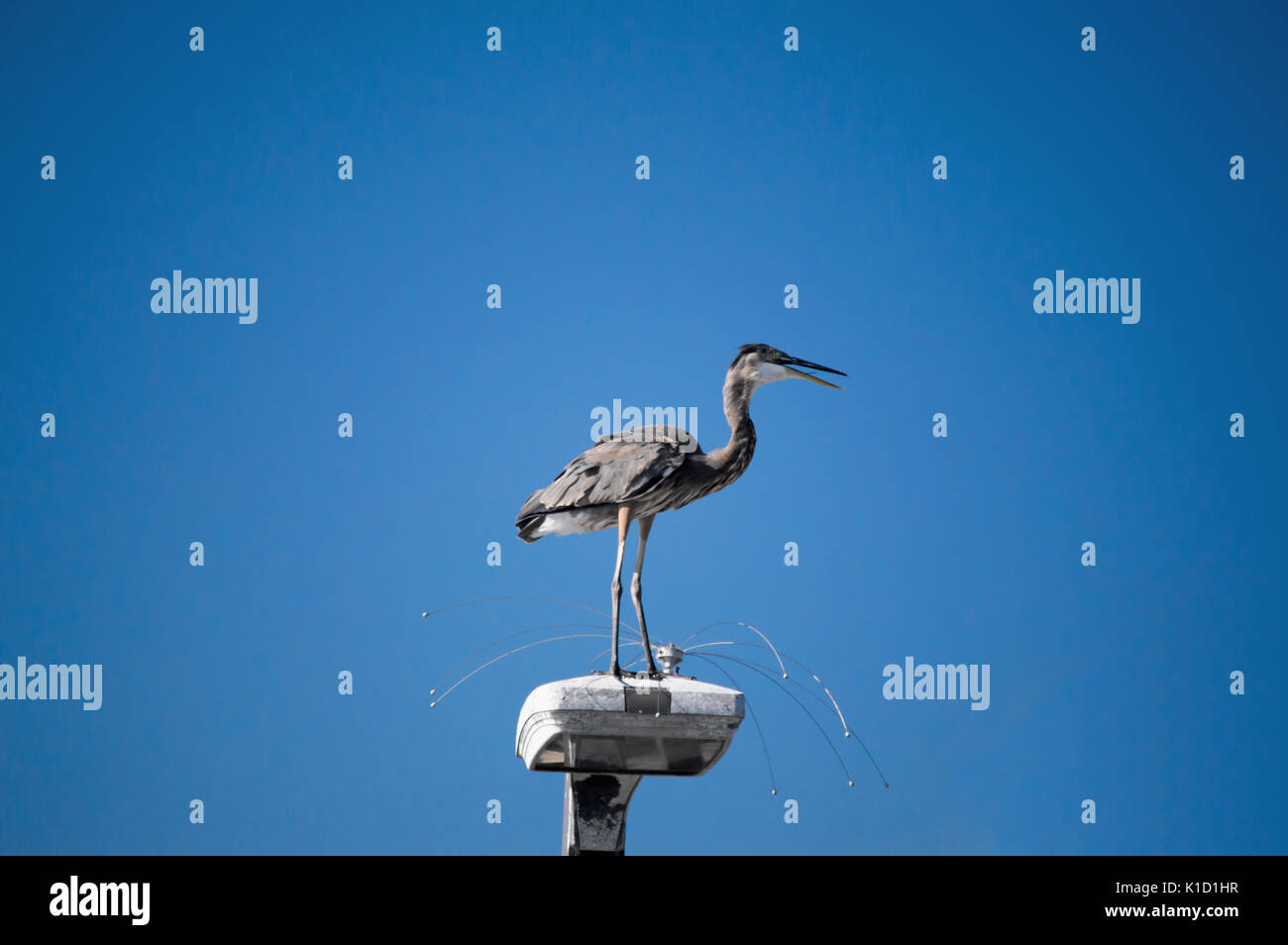 A grey heron perched on a light pole with anti-bird wire Stock Photo ...