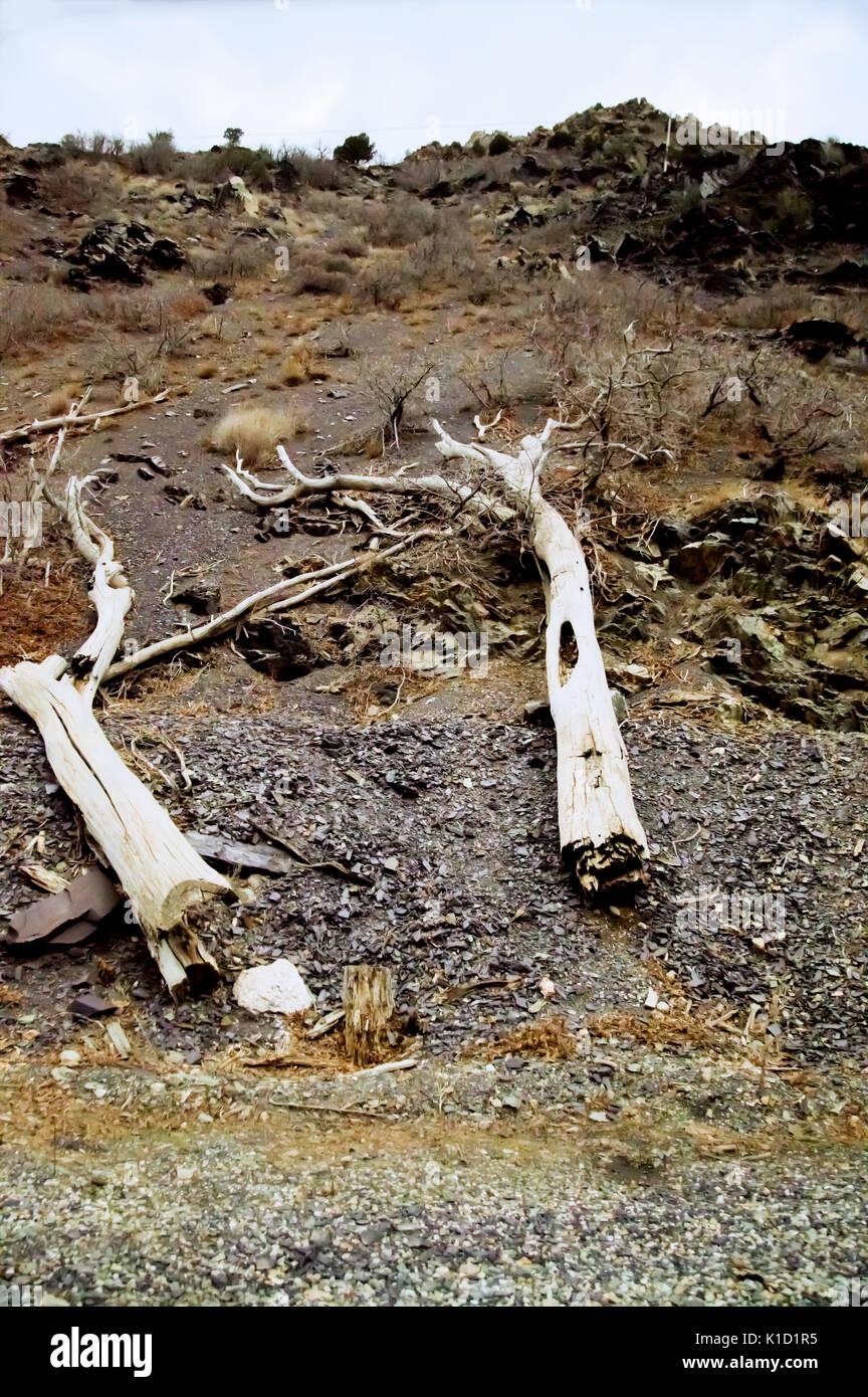 Two uprooted trees hi-res stock photography and images - Alamy