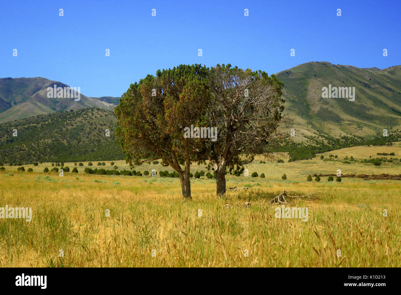 Two isolated trees on the plains with mountains behind them Stock Photo ...