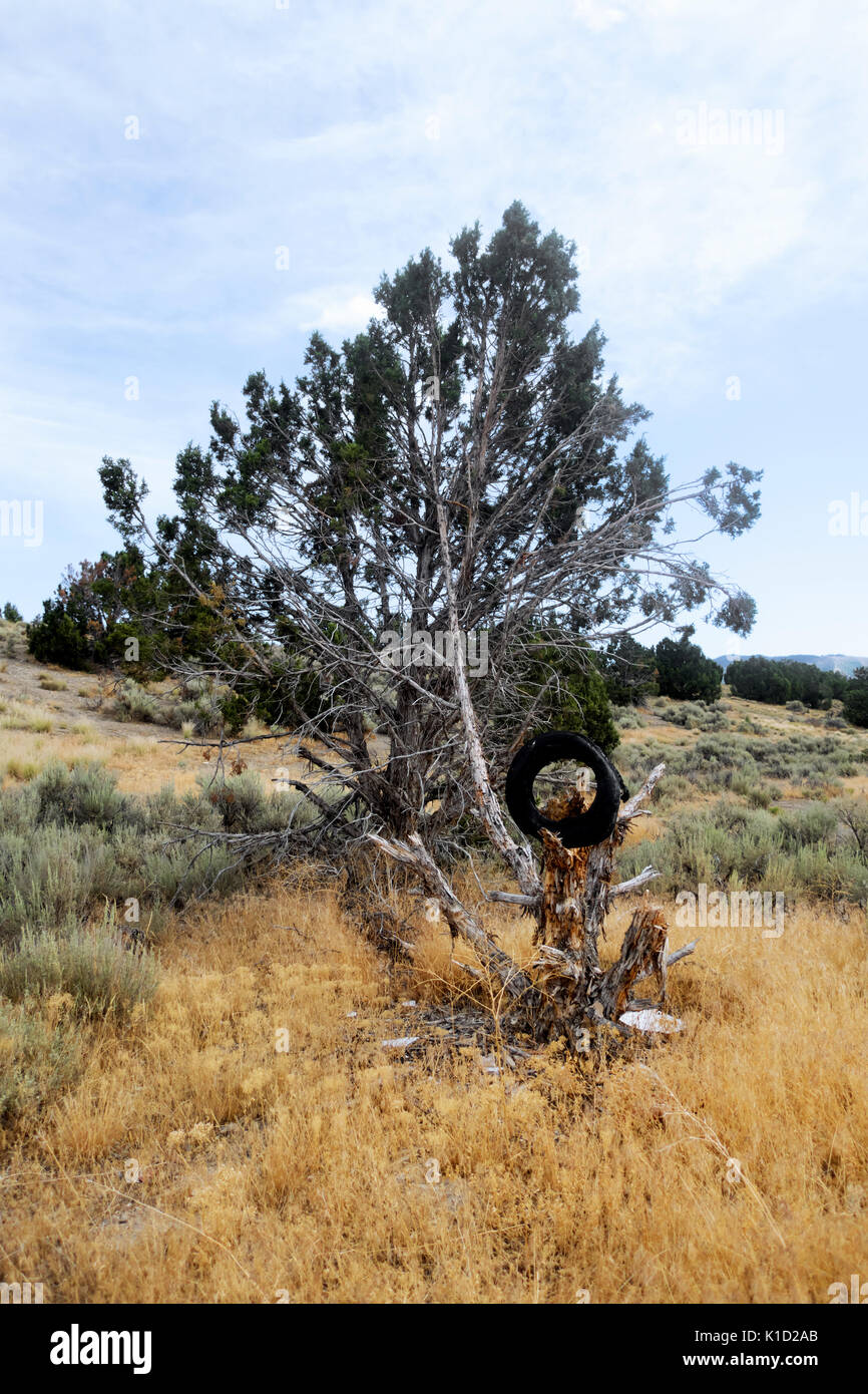 Scraggly hi-res stock photography and images - Alamy