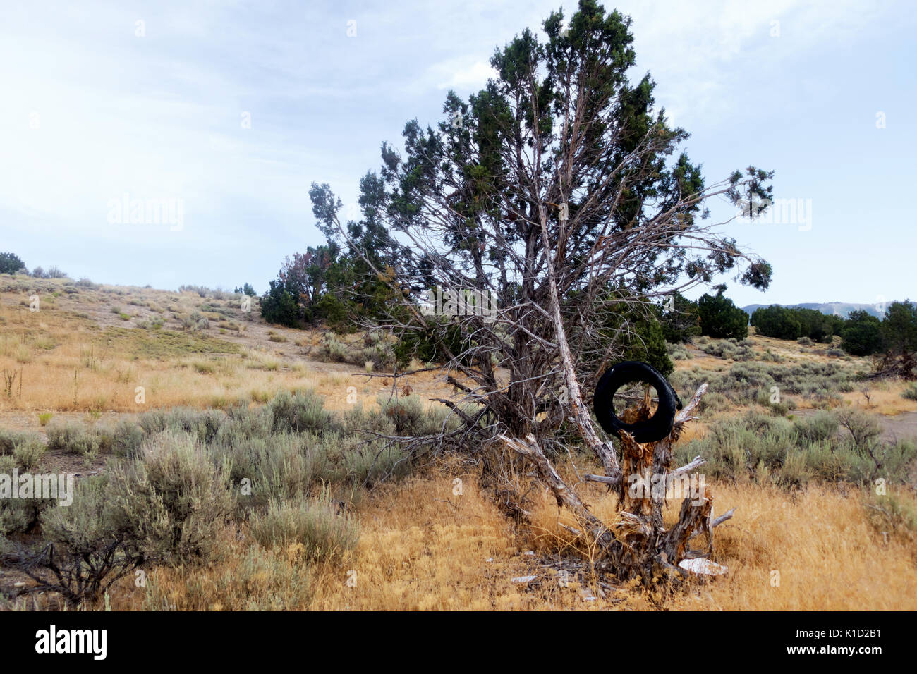 A scraggly tree in the desert with a shredded tire in front of it Stock ...
