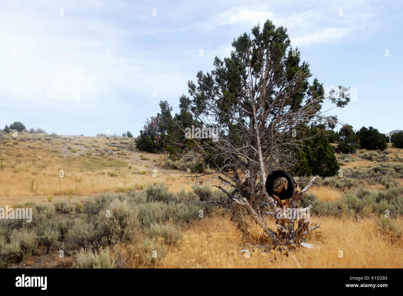 A scraggly tree in the desert with a shredded tire in front of it Stock ...