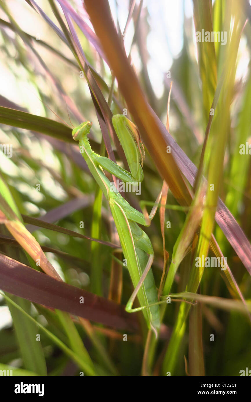 Long stem species hi-res stock photography and images - Alamy