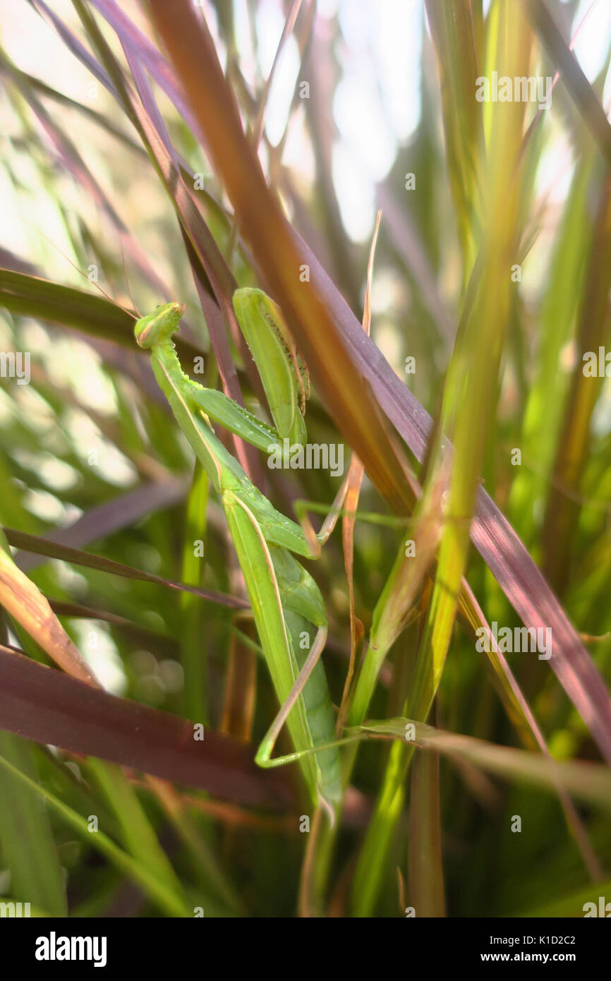 Green praying mantis on red hi-res stock photography and images - Alamy