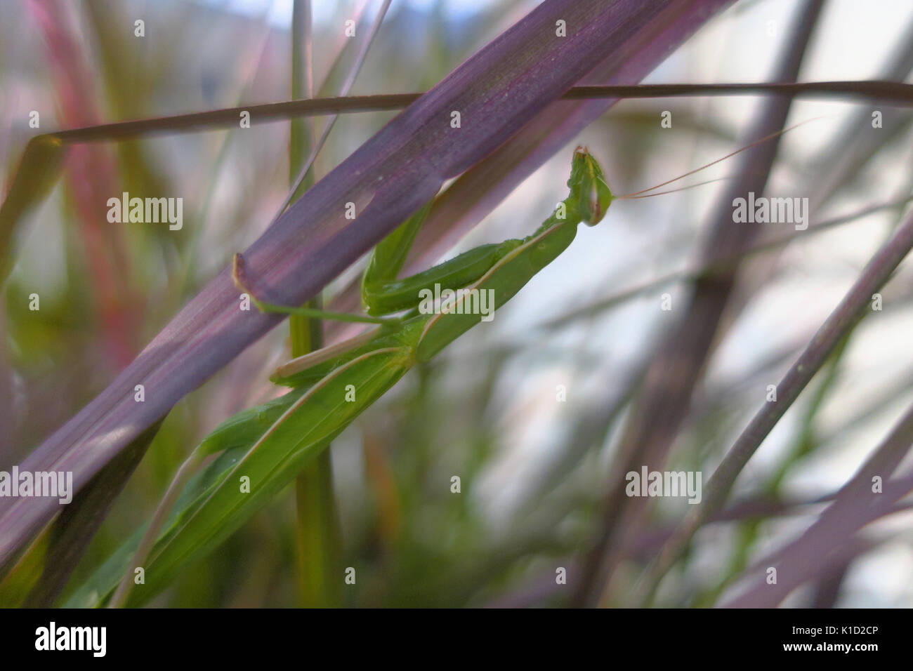 Shot praying mantis front view hi-res stock photography and images - Alamy
