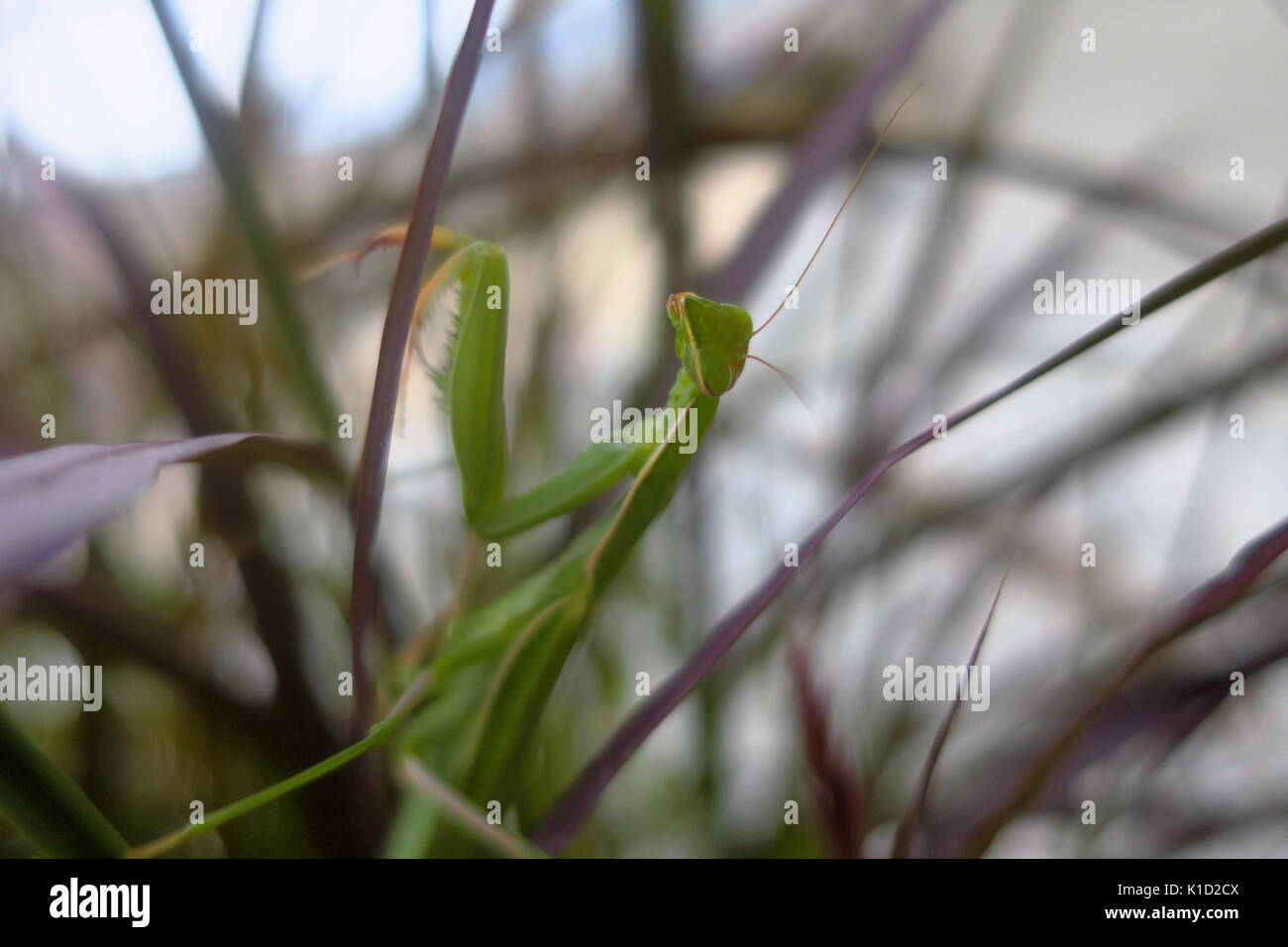 A green praying mantis sitting on a stem Stock Photo - Alamy