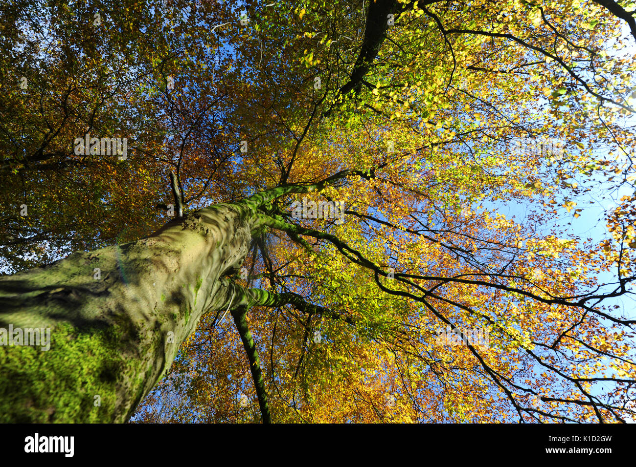 Woodland trees in early autumn, low angle view Stock Photo - Alamy