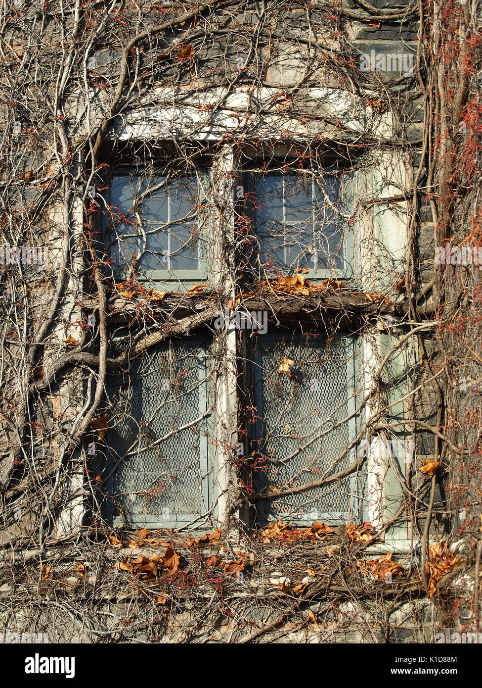 Overgrown plant on window outdoors, plant season background ...