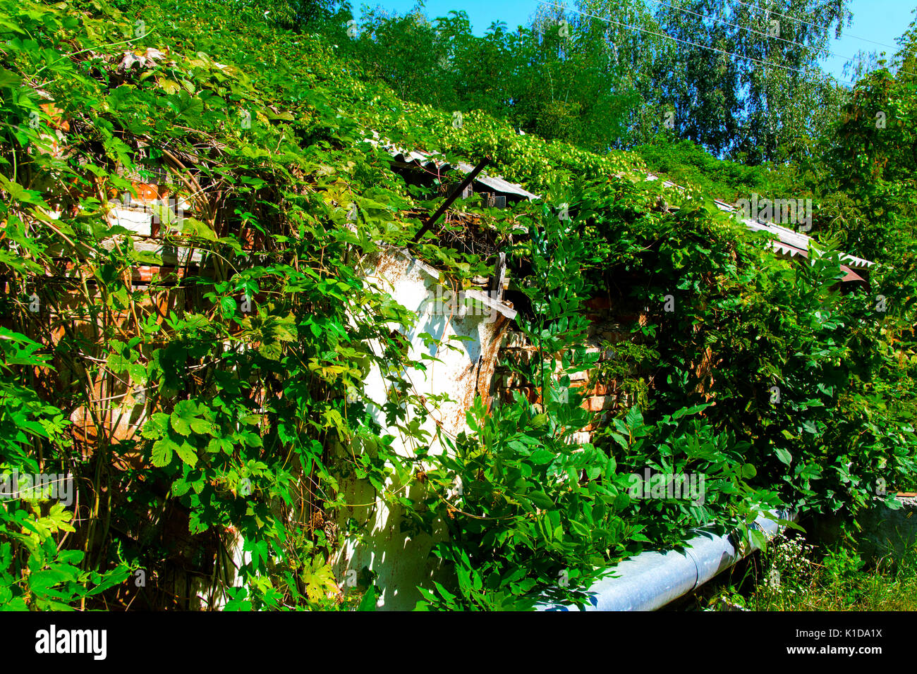 Destroyed houses in which people lived in a dead radioactive zone ...