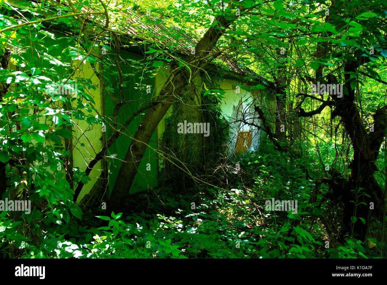 Destroyed houses in which people lived in a dead radioactive zone ...