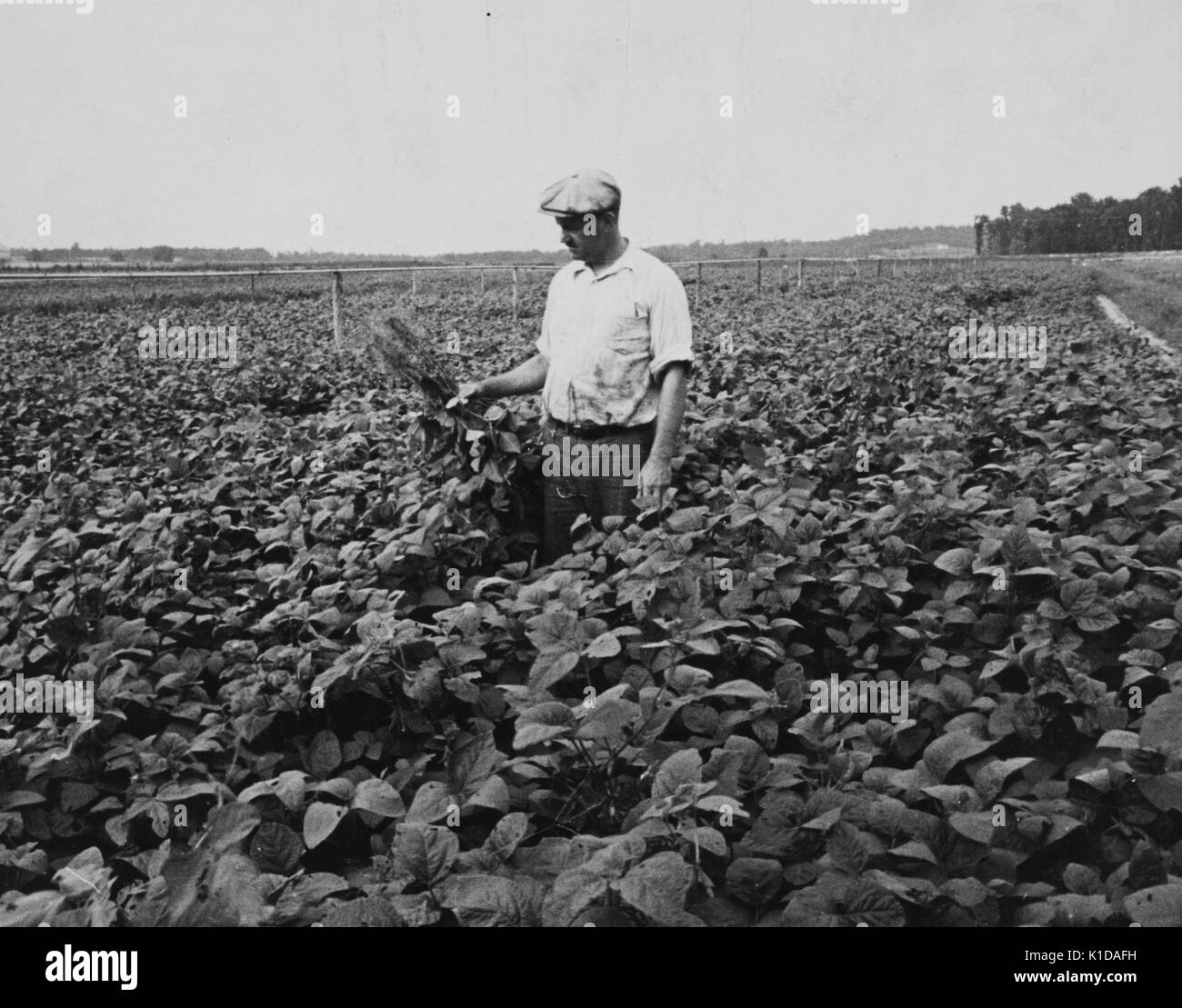 Great depression 1930 farmer hi-res stock photography and images - Alamy