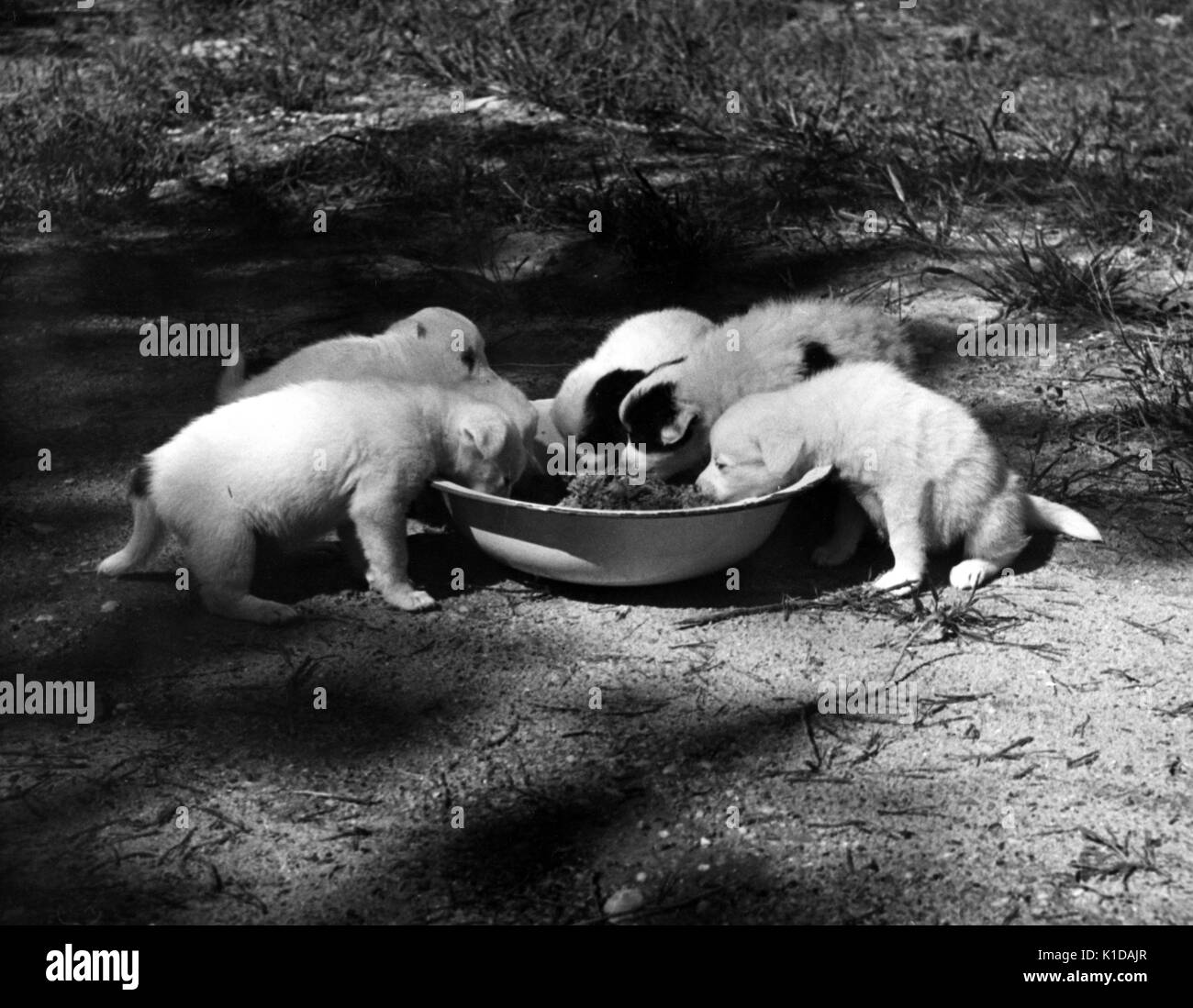 Animal agriculture 1900s High Resolution Stock Photography and Images ...
