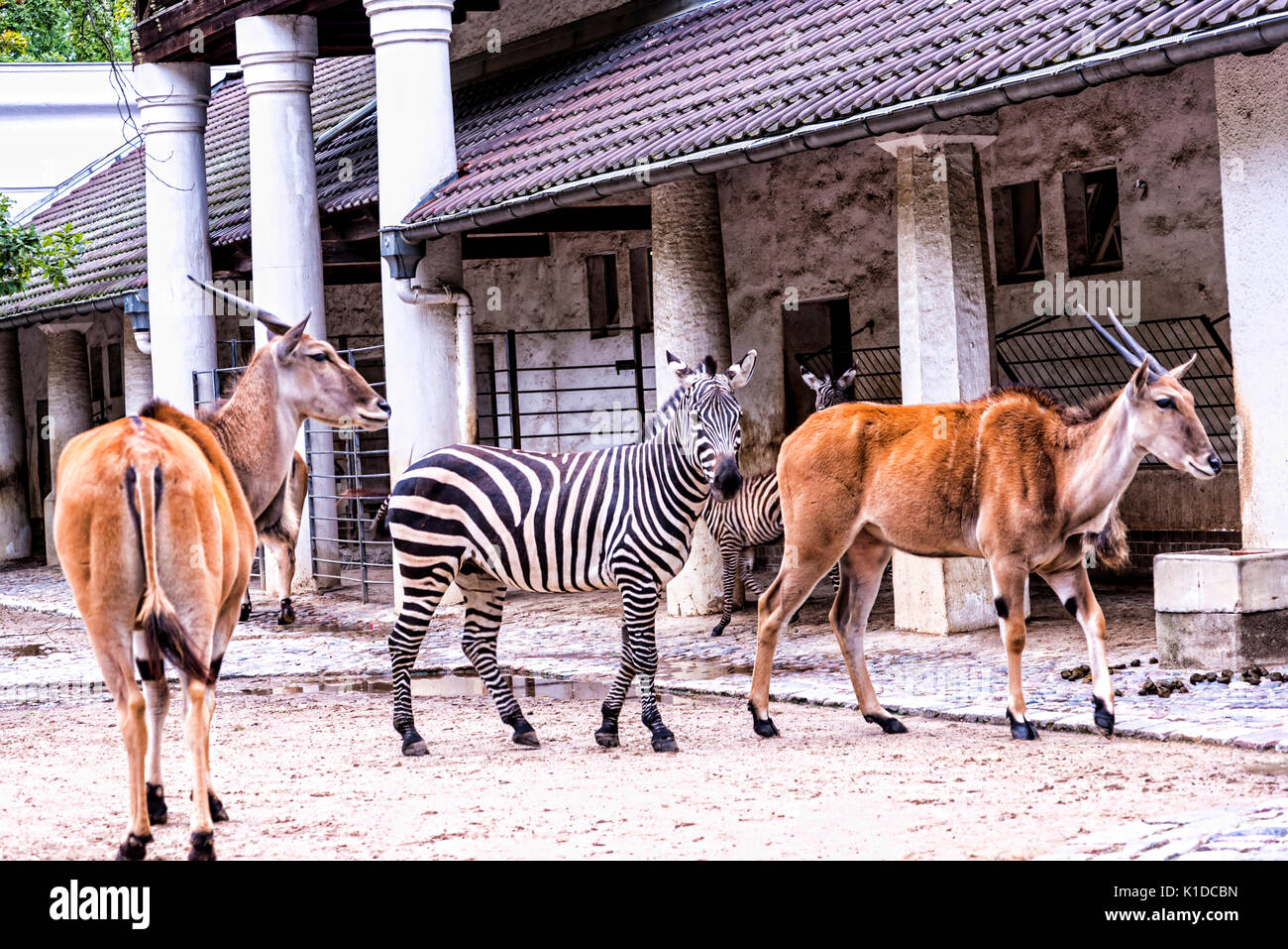 Zoological Gardens and Aquarium in Berlin Germany. The Berlin Zoo is ...