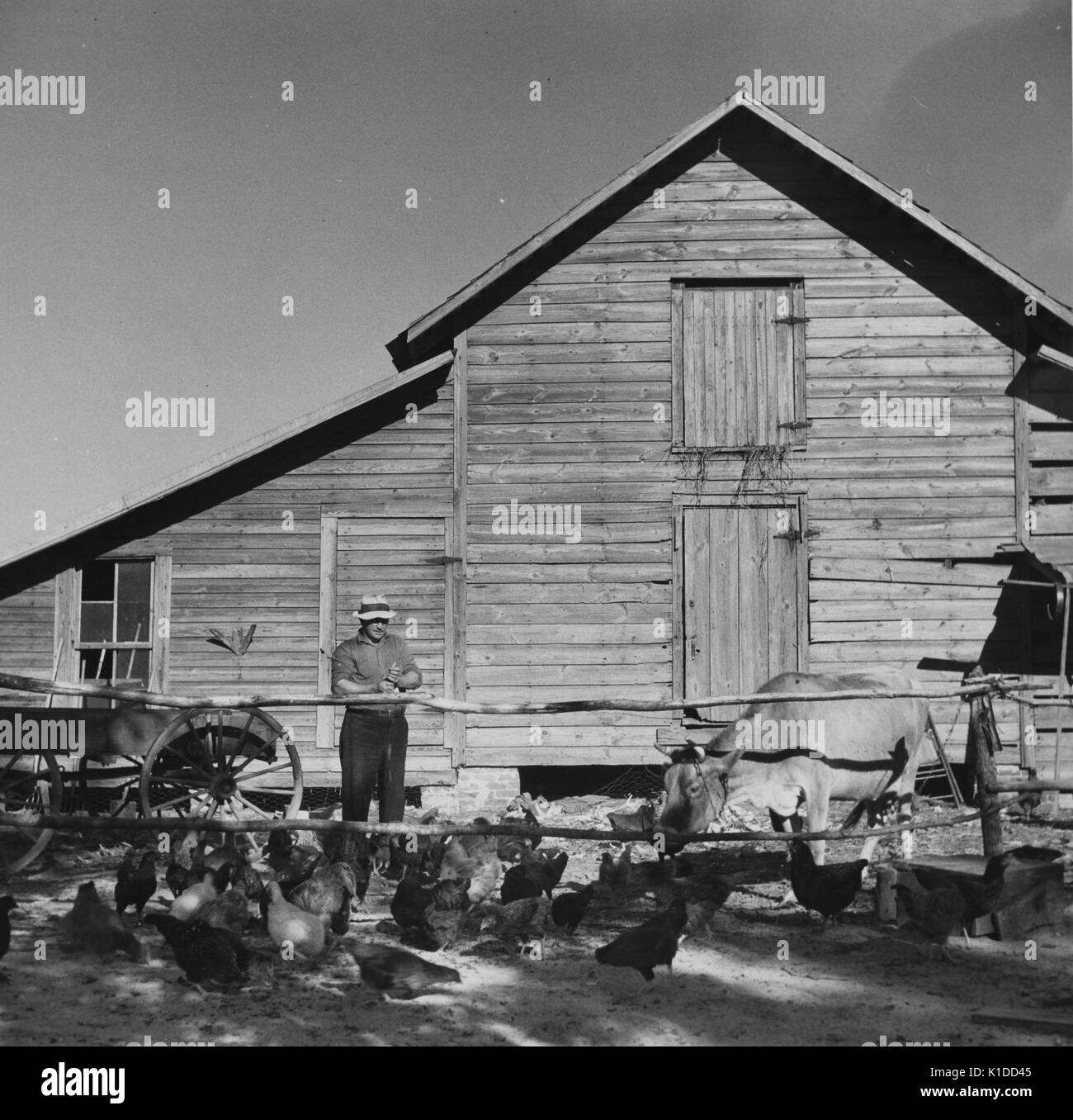 Animal agriculture 1900s High Resolution Stock Photography and Images ...