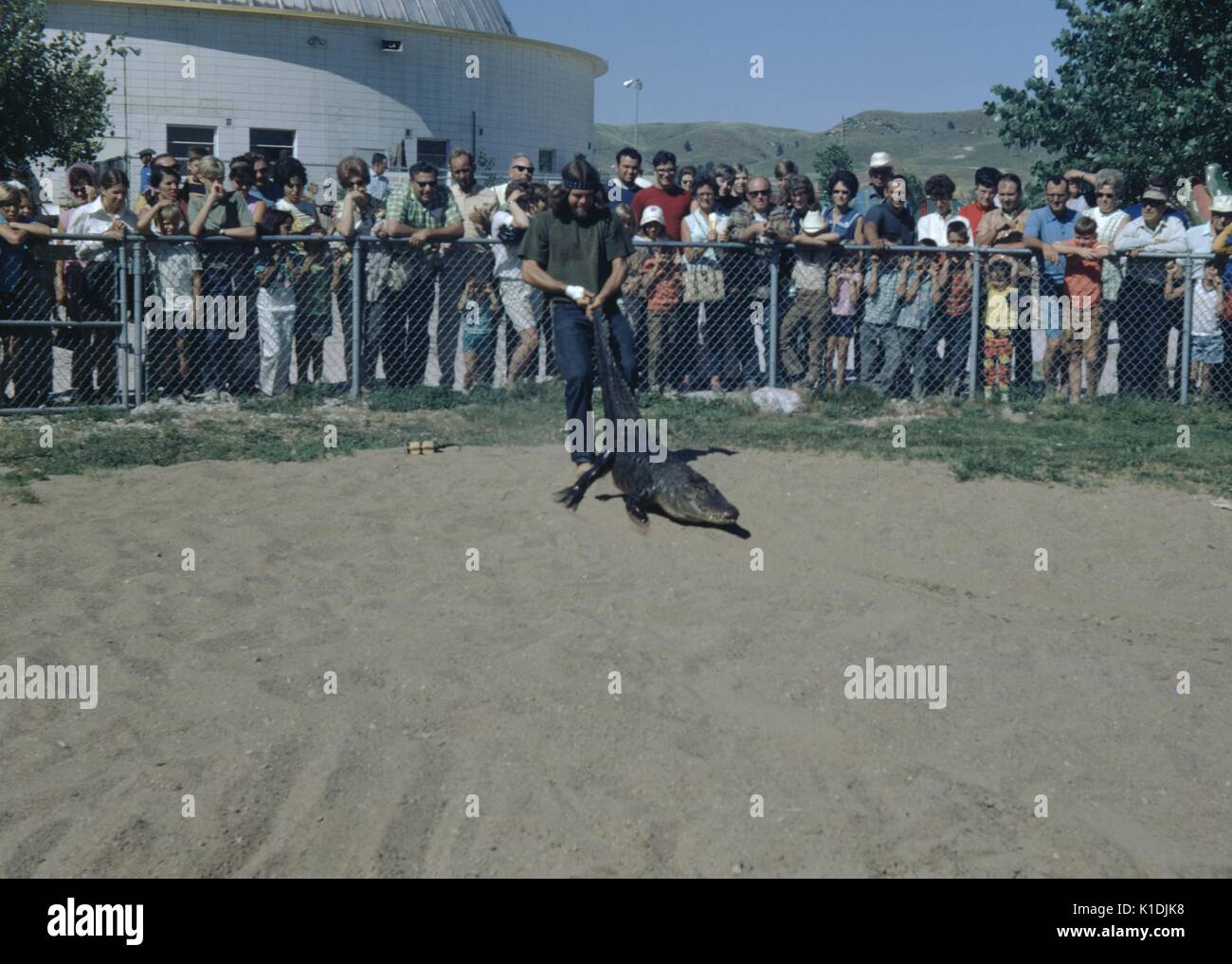 Performer grabbing an alligator by the tail, with a crowd looking on ...